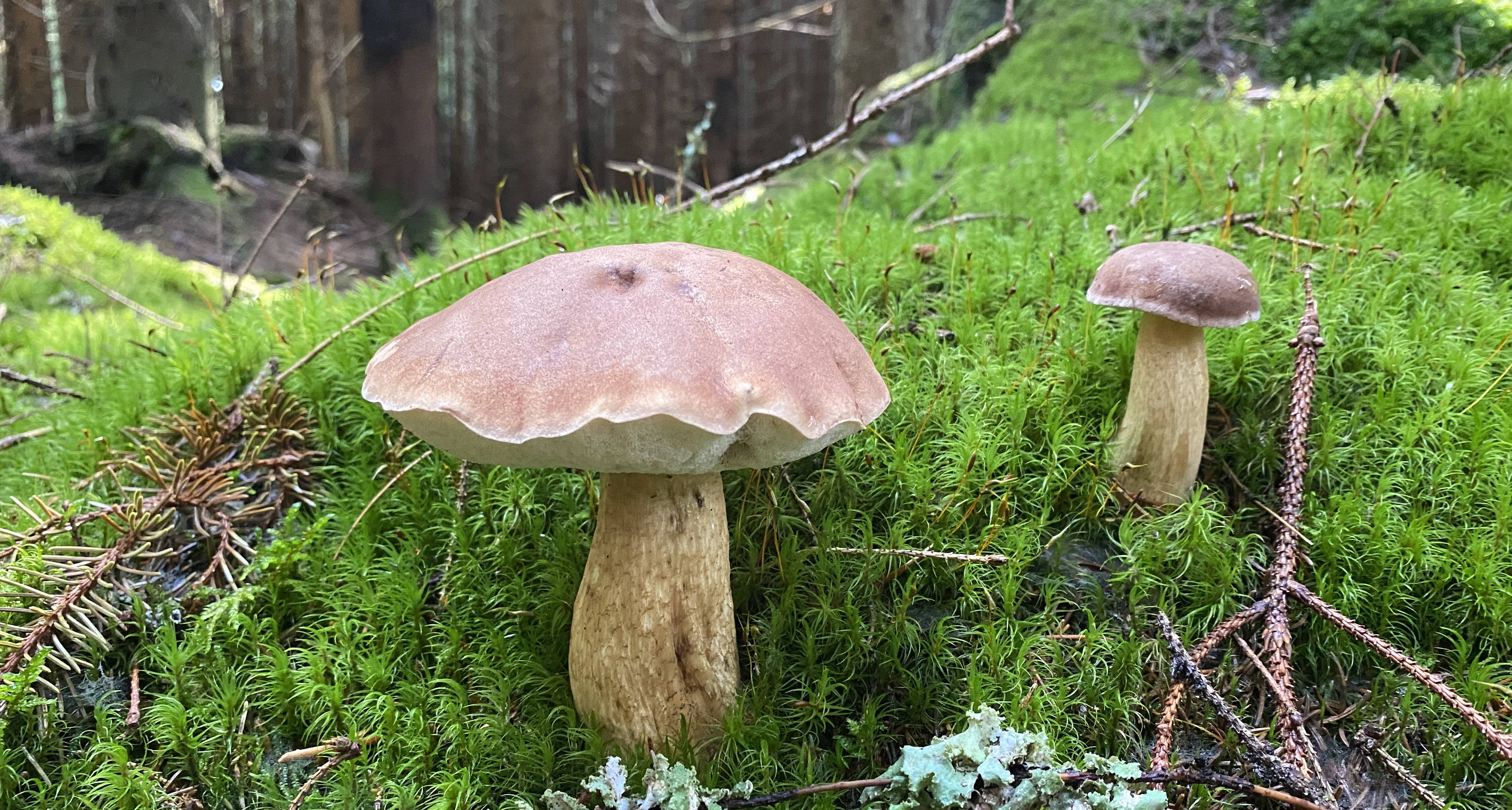 Kam vyraziť na huby a čo si vziať so sebou? | 4camping.sk